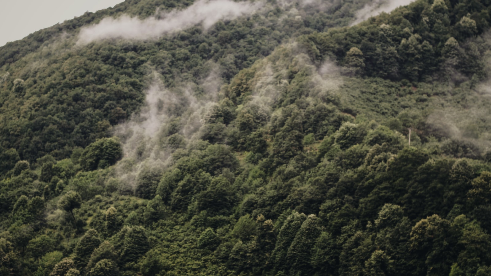 Hvorfor er Brulidine avregistrert? - fribit